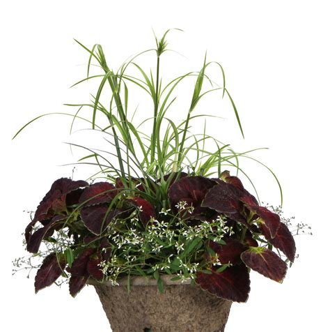 Graceful Grasses® King Tut® Egyptian Papyrus Cyperus Papyrus