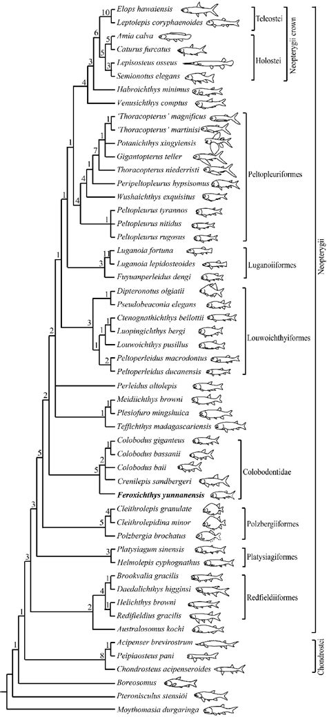 Strict Consensus Of 24 Most Parsimonious Trees Strict Consensus Of 24 Download Scientific