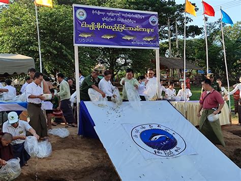 လင်းခေးမြို့ နမ့်တိန်းချောင်းထဲသို့ ငါးမျိုးသားပေါက်ကောင်ရေ၇ဝဝဝဝစိုက