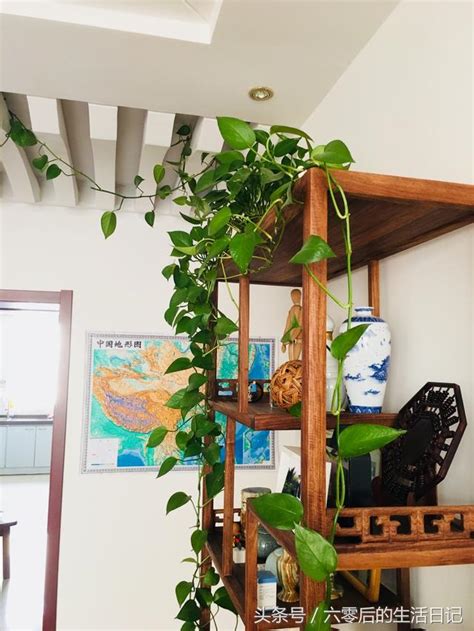 喜歡養花嗎？這些花不用買自己就可以培育 每日頭條