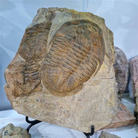 Trilobite Fossil For Sale Selenite And Fossils