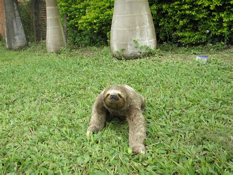 Free Lazy Bear Stock Photo FreeImages Com