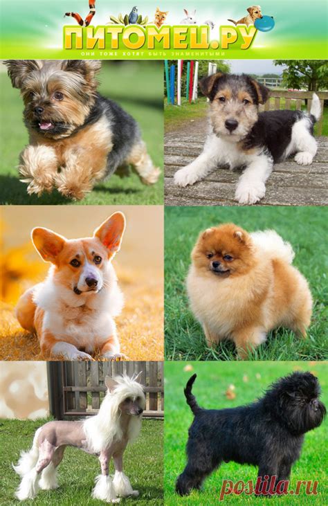 Популярные породы маленьких собак с фото названиями и описанием Собаки Описание пород Постила