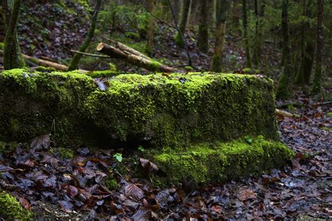 무료 이미지 나무 잔디 록 황야 잎 꽃 트렁크 이끼 여행 유럽 흐름 녹색 가을 플로라 시즌 가문비