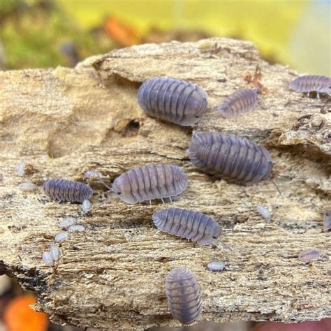 Nesodillo Arcangelii Sp Silver Ghost Tropical Isopods