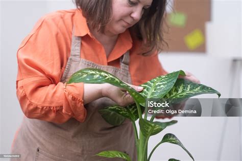 정원사 성숙한 여자는 식물의 녹색 잎을 청소합니다 실내 식물과 집에서 식물을 돌보는 것 가정 생활에 대한 스톡 사진 및 기타 이미지 가정 생활 꽃 식물 디펜바키아