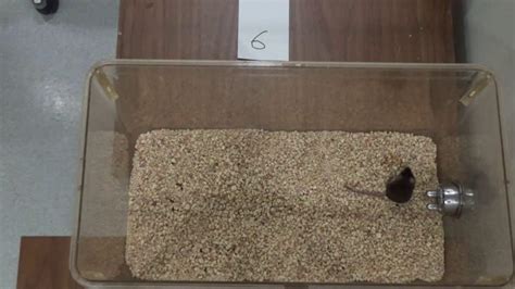 Mouse Instance Segmentation Dataset By Mouse Behavior