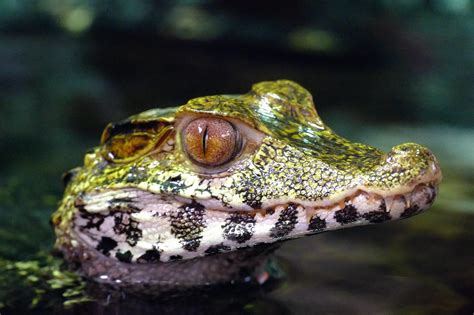 Caiman Crocodile Predator Free Photo On Pixabay