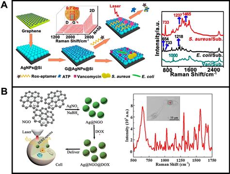 A Graphene Silver Nanoparticles Silicon Gagnpssi As Sers Substrate Download Scientific