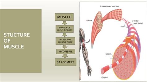 Myosin Structure Function And Mode Of Action In Humans Pptx