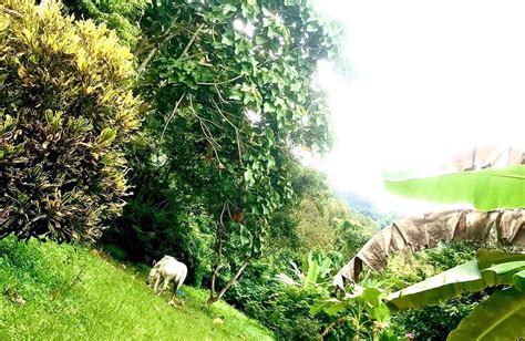 ขายที่ดิน 8 ไร่ ตำบลแม่สาว อำเภอแม่อาย จังหวัดเชียงใหม่ รอบ ๆ พื้นที่มีน้ำชลประทานใช้ฟรี Ennxo