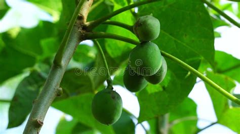 The Fruit Of Jatropha Fruits Indonesian Use The Latex To Stop Bleeding Stock Video Video Of