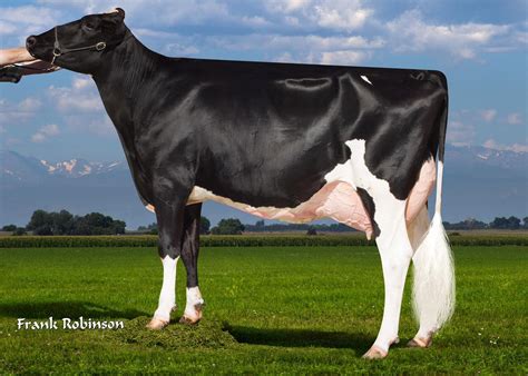 Wadeland Dairy 💫 A Farm Favorite With Embryos Youd Be Remiss To Pass