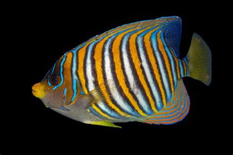 Regal Angelfish Reeftopia