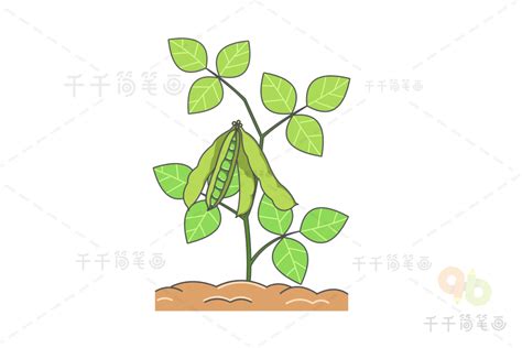 绿豆简笔画画法 农作物简笔画