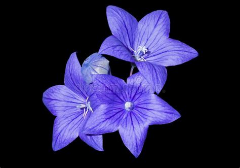 Blue Flowers Platycodon Grandiflorus 6 Stock Image Image Of Flora Blue 11968119