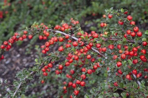 Cranberry Cotoneaster Cotoneaster Apiculatus Monrovia Plant