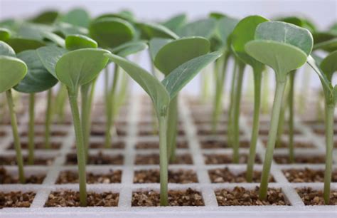 Купить семена овощных и кормовых культур удобрения средства для защиты растений от компании