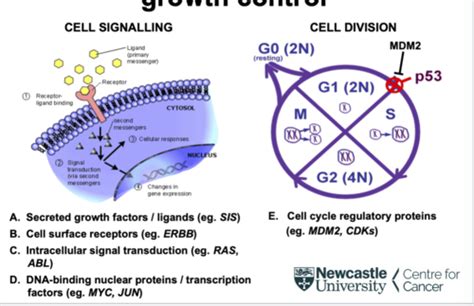 L2 Oncogenes Flashcards Quizlet