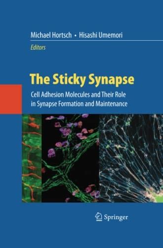 The Sticky Synapse Cell Adhesion Molecules And Their Role In Synapse