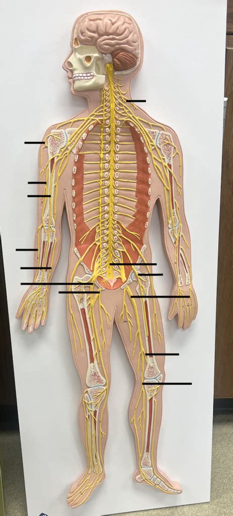 Spinal Nerves Diagram Quizlet