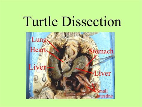 Turtle Dissection Diagram Vintage Sea Turtle Skeleton Print Animal