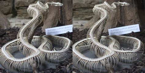 Bone Naga Or Burmese Python Skeleton Rcrossview