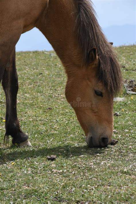 Closeup Side View Of A Brown Horse Grazing Grass In The Mountain With