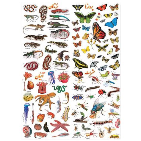 برچسب آموزشی حیوانات قیمت و خرید برایتو