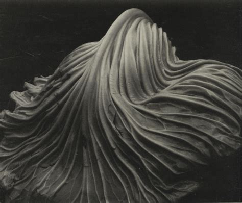 Still Life Edward Weston Bibliography