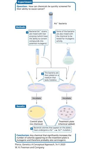 Topic 6 Alleles Mutation Classification And Complementation Flashcards Quizlet