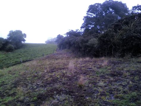 Herbazales Densos De Tierra Firme Arbolado Un Ecosistema De Gran