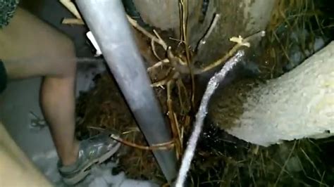 Me Pissing On A Tree Pissing Porn At ThisVid Tube