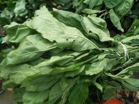 Le Ndolè La Plante Alice Pégie Cuisine