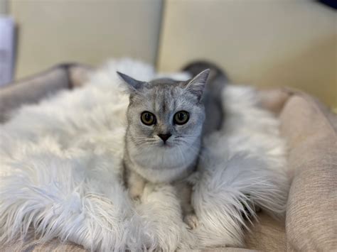 브리티쉬숏헤어 루다 사모예드특징 스피츠특징 시바견특징 시베리안허스키특징 시츄특징 요크셔테리어특징 웰시코기특징 이탈리아그레이하운드특징 치와와특징 코카스파니엘특징 폼스키특징