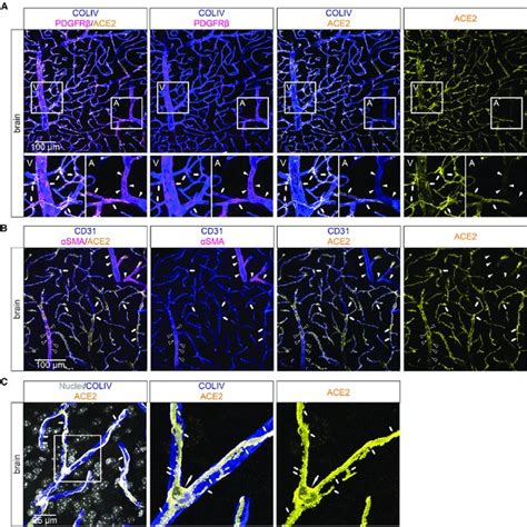 Ace2 If In Adult Mouse Brain A C If Detection Of Ace2 In Adult Mouse