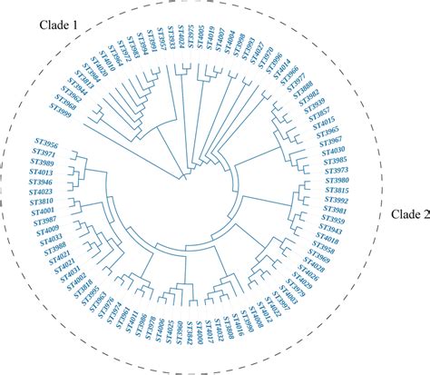 The Phylogenetic Tree Of 92 Helicobacter Pylori Isolated Based On