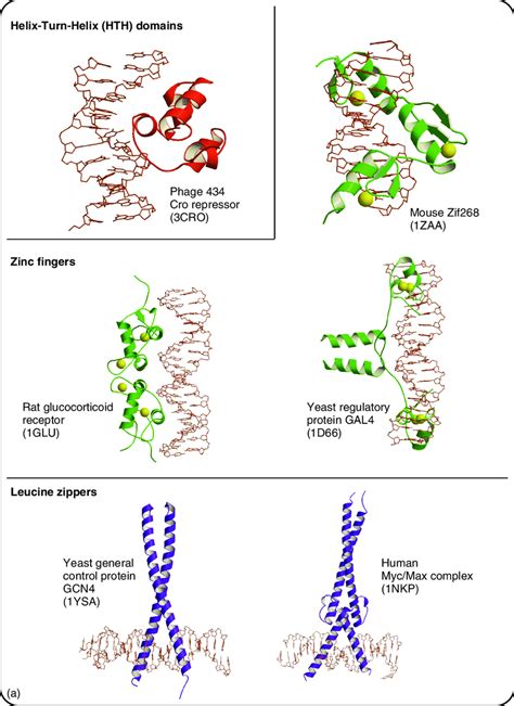 A B Main Families Of Dna Binding Protein Domains The Proteins Are