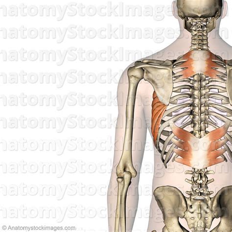 Anatomy Stock Images Torso Musculus Serratus Anterior Posterior