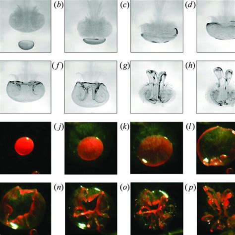 Regimes Of Vortex Droplet Interaction Case Viii Regime I Droplet Download Scientific