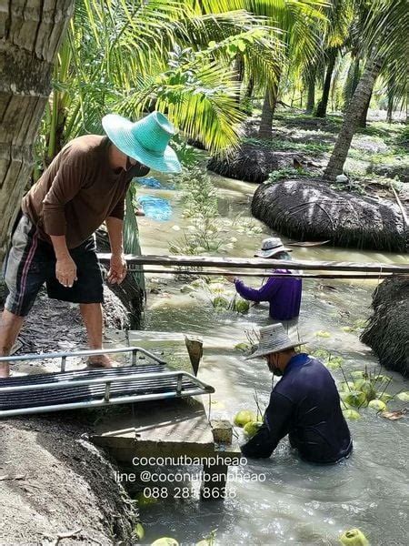 หน้าฝนนี้ เข้าสวน ปลูกมะพร้าวน้ำหอม กันนะคะ คัดคุณภาพสายพันธุ์ จากสวนมะพร้าวน้ำหอม โดยตรง ปลูก