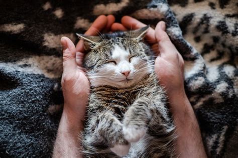 Can Cats Be Hermaphrodites Vet Approved Feline Facts Catster