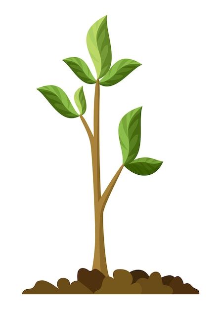 Premium Vector Stage Of Tree Growth Small Tree Growth With Green Leaf And Branches