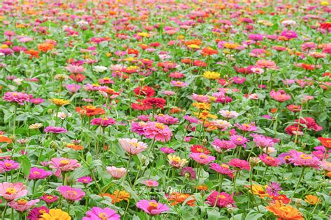 桃園花彩節大溪展區賞花趣 花海圖騰像尋寶 遇見天使~angela