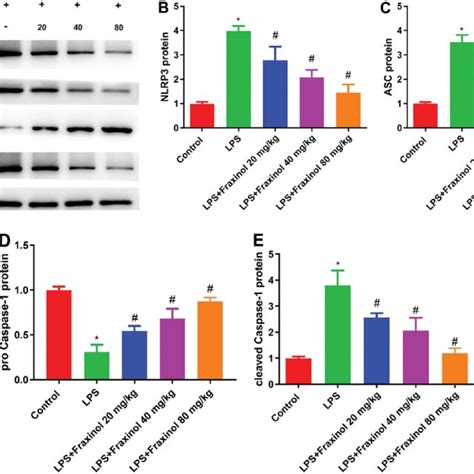 Fraxinol Ameliorates Lps Induced Raw2647 Cell Inflammation And