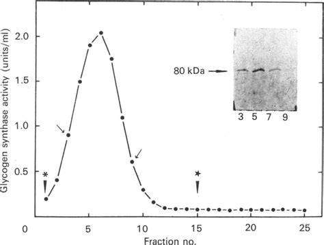 Affinity Chromatography Of Yeast Glycogen Synthase Glycogen Synthase Download Scientific