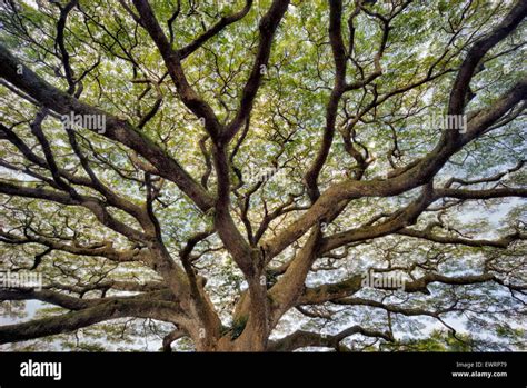 branching tree biology simple