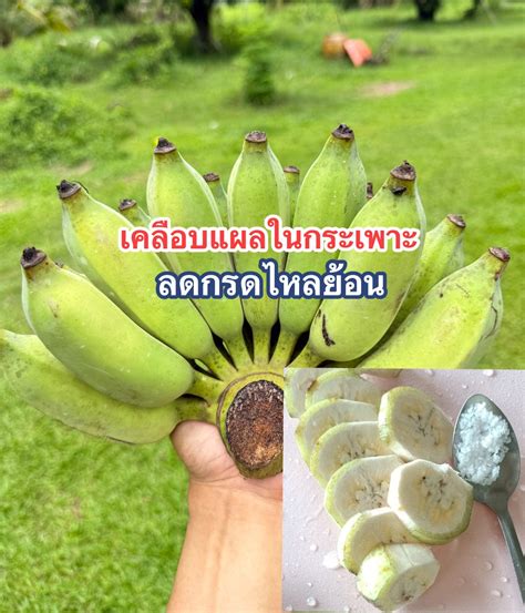 เกษตรไทบ้าน ประโยชน์และสรรพคุณกล้วยดิบ 1 รักษาแผลในกระเพาะอาหาร • กล้วยดิบมีแทนนินและเพกทิน