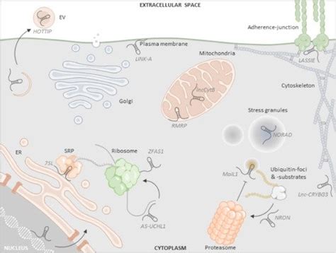 Review Emerging Roles Of Long Noncoding Rnas In The Cytoplasmic Milieu