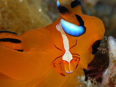 ウミウシカクレエビ Izuzuki海の生き物大図鑑笑